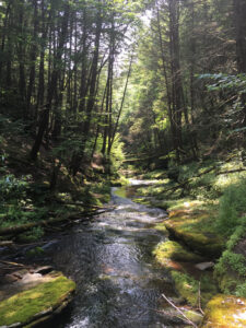Pine Creek Gorge Things to Do | Slate Run | PA Grand Canyon Rentals
